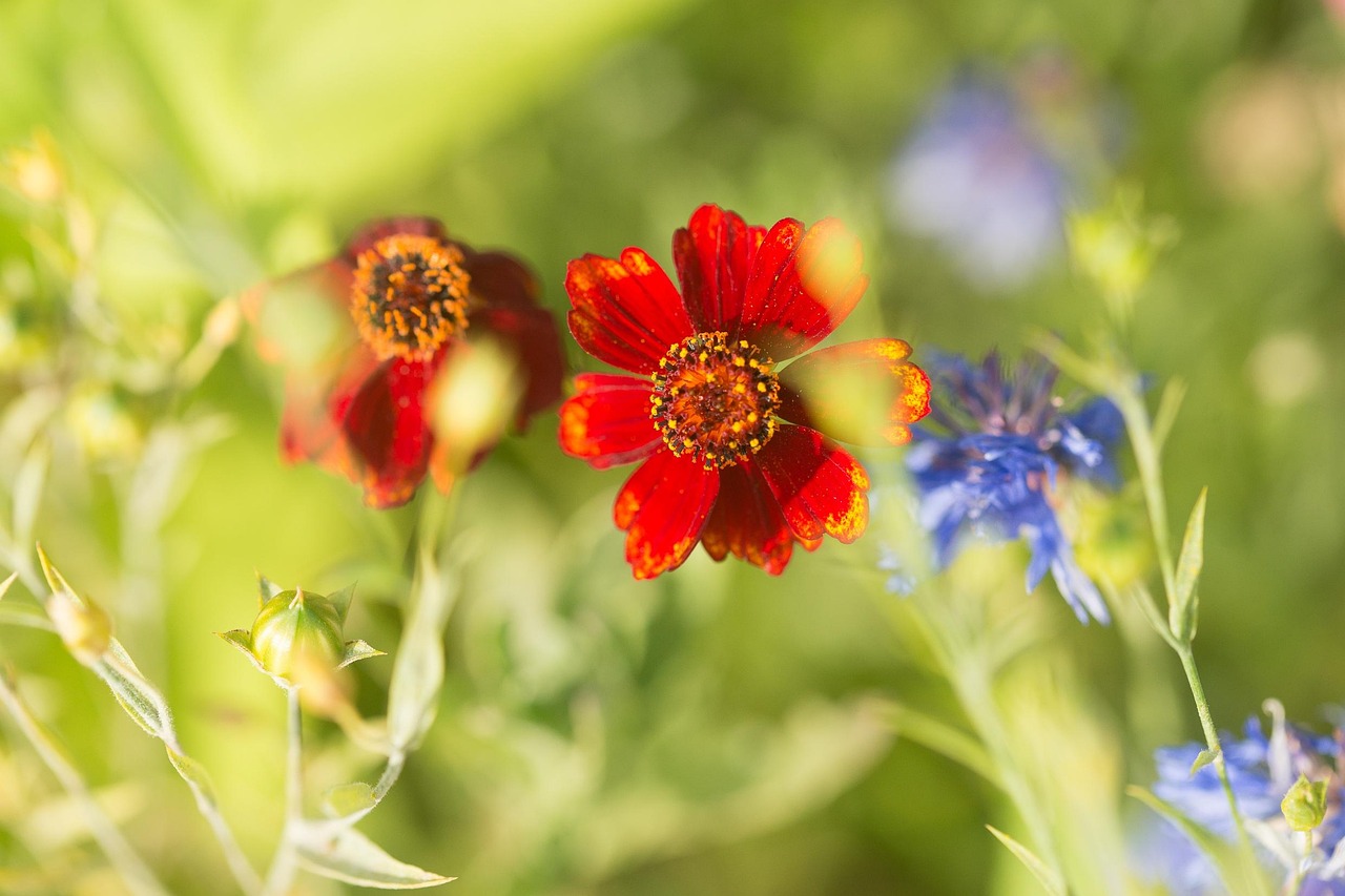 Wildblumen Blumenwiese Garten - Kostenloses Foto auf Pixabay - Pixabay