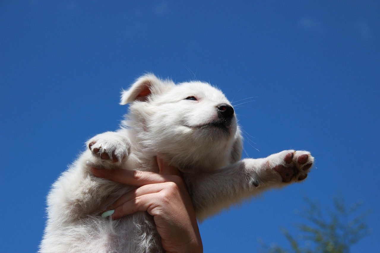 Dog Puppy Sky - Free photo on Pixabay