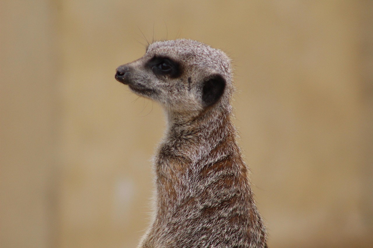Suricata Animal - Foto gratis en Pixabay - Pixabay