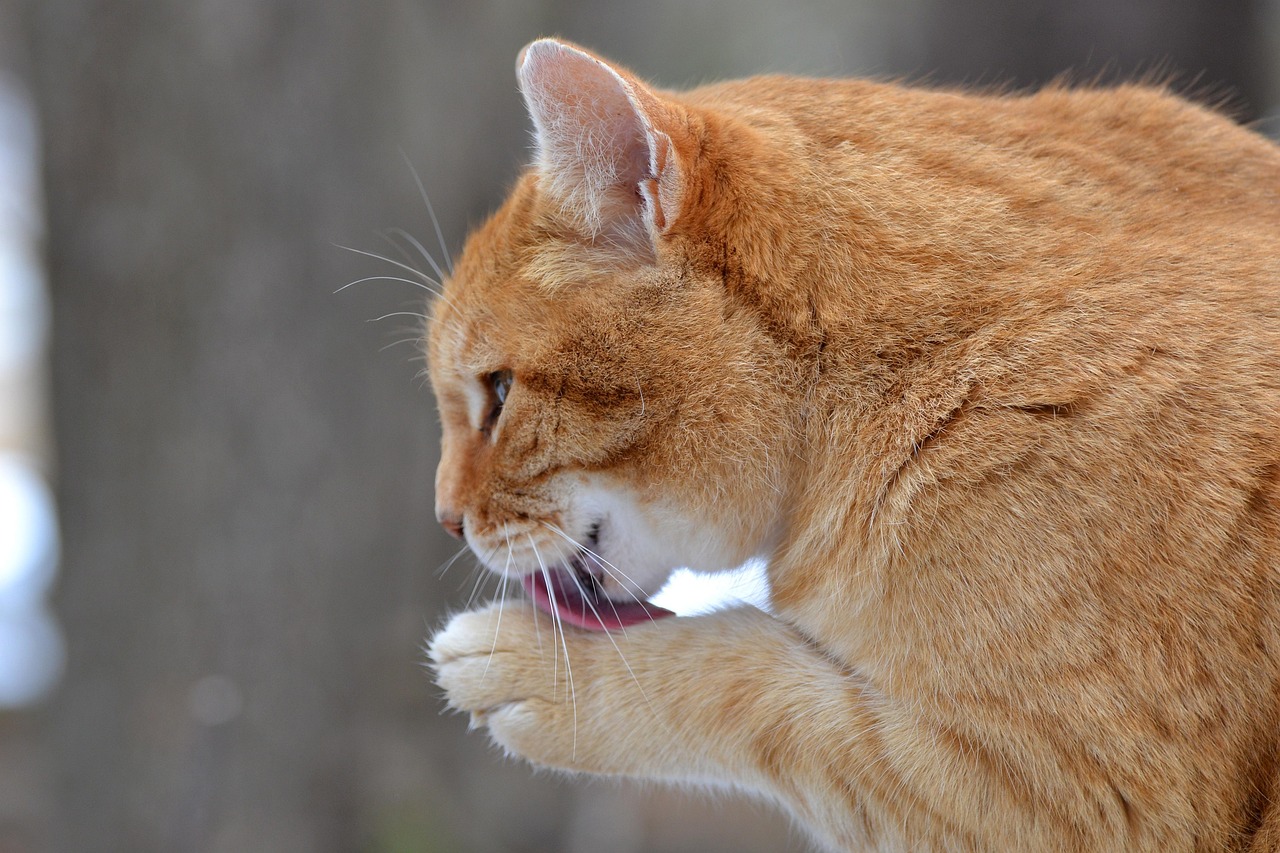 Animal Gato Doméstico - Foto gratis en Pixabay