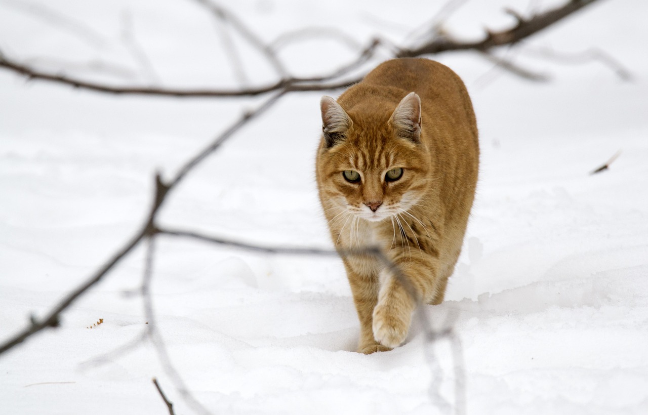 10,000+ Free Cat Walking & Animal Images - Pixabay