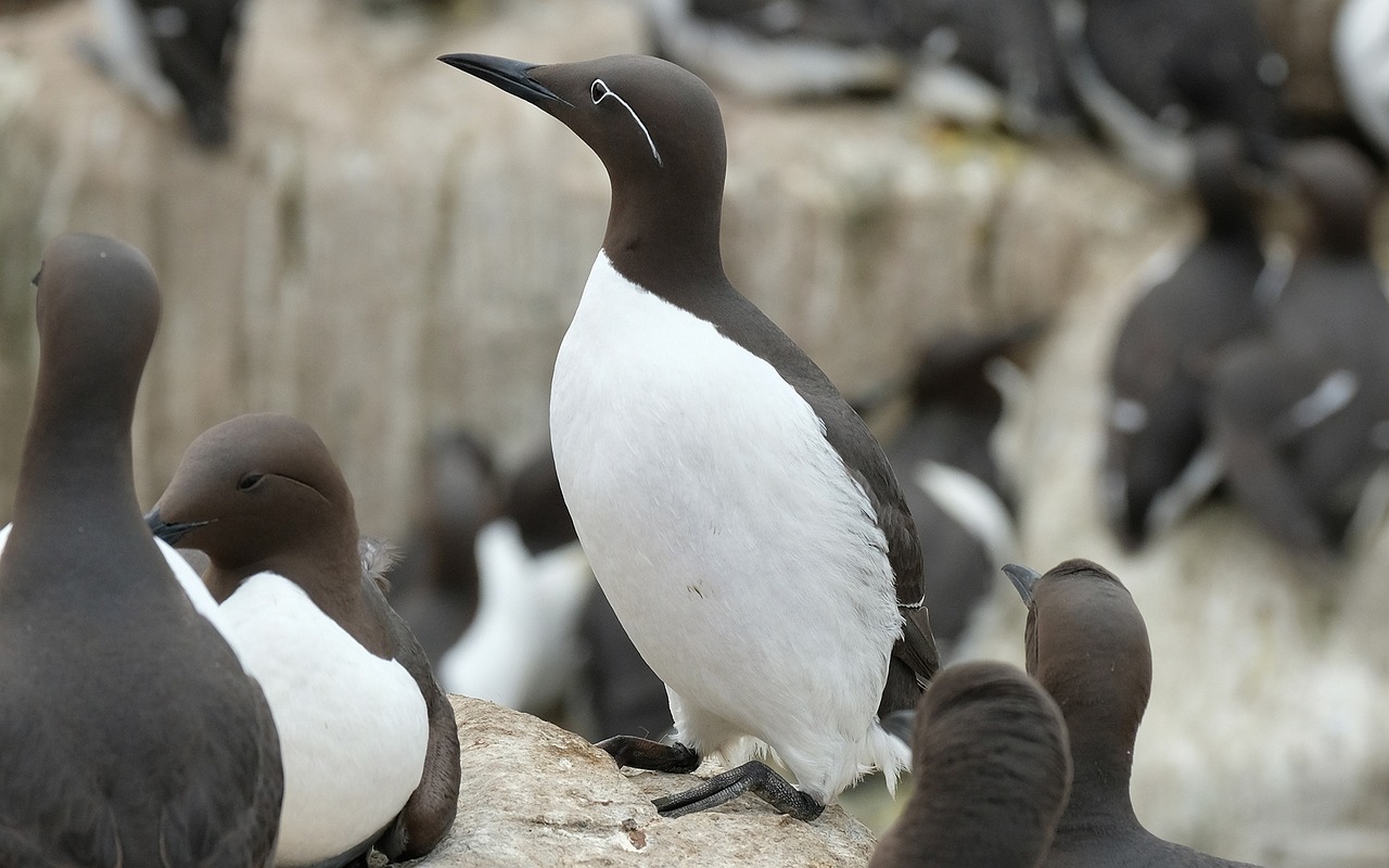 30+ Free Guillemot Umum & Guillemot Images - Pixabay