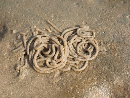 20+ Free Sandworm & Worm Photos - Pixabay