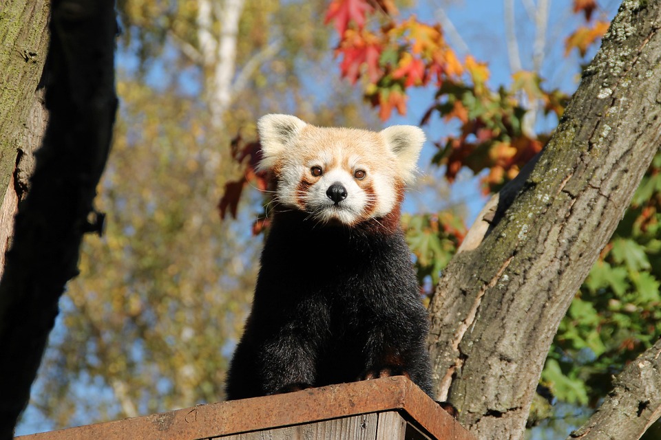 Red Panda Little - Free photo on Pixabay - Pixabay