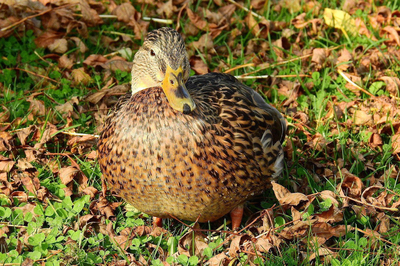 Pato Outono Natureza O - Foto gratuita no Pixabay - Pixabay