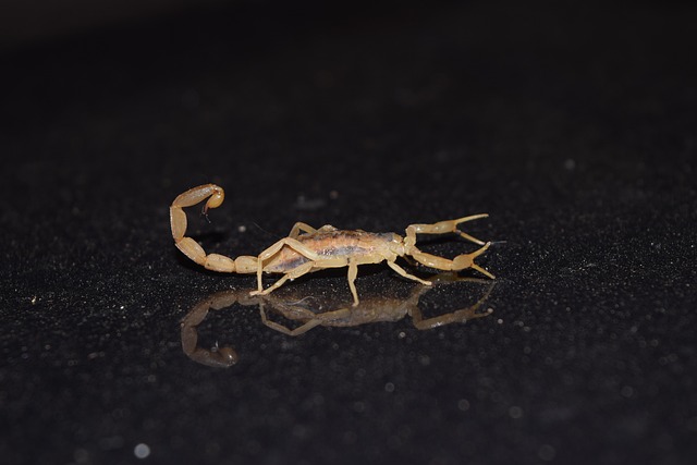 Bug Scorpion - Free photo on Pixabay