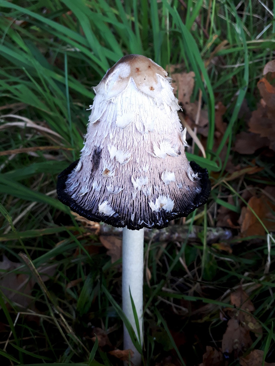 Crested Tintling Mushroom - Free photo on Pixabay - Pixabay
