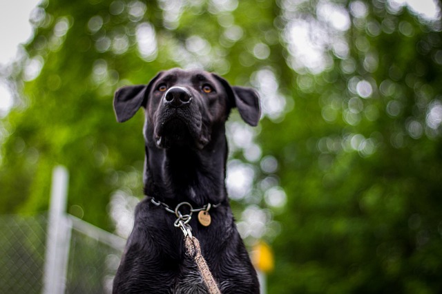 Hund Kopf Natur - Kostenloses Foto auf Pixabay - Pixabay