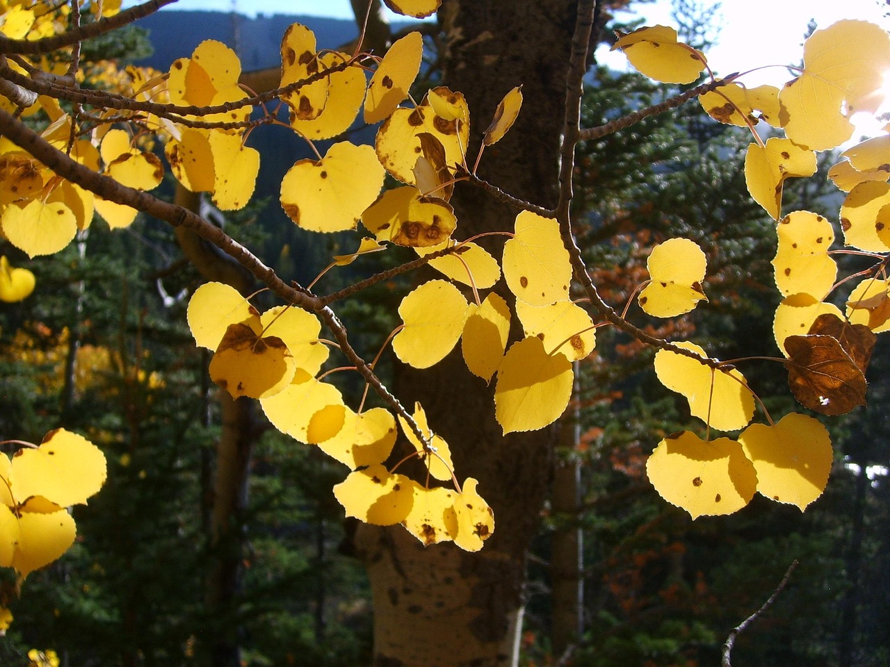 80+ Free Reiki & Meditation Images - Pixabay