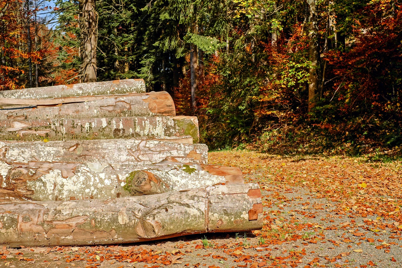 Kasa Puuta Metsä Puunrungot - Ilmainen valokuva Pixabayssa - Pixabay