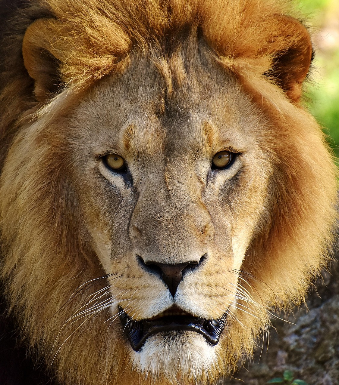 Lion Predator Dangerous - Free photo on Pixabay - Pixabay