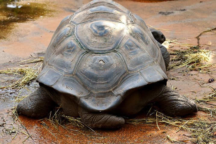 100+ Free Giant Tortoises & Tortoise Photos - Pixabay