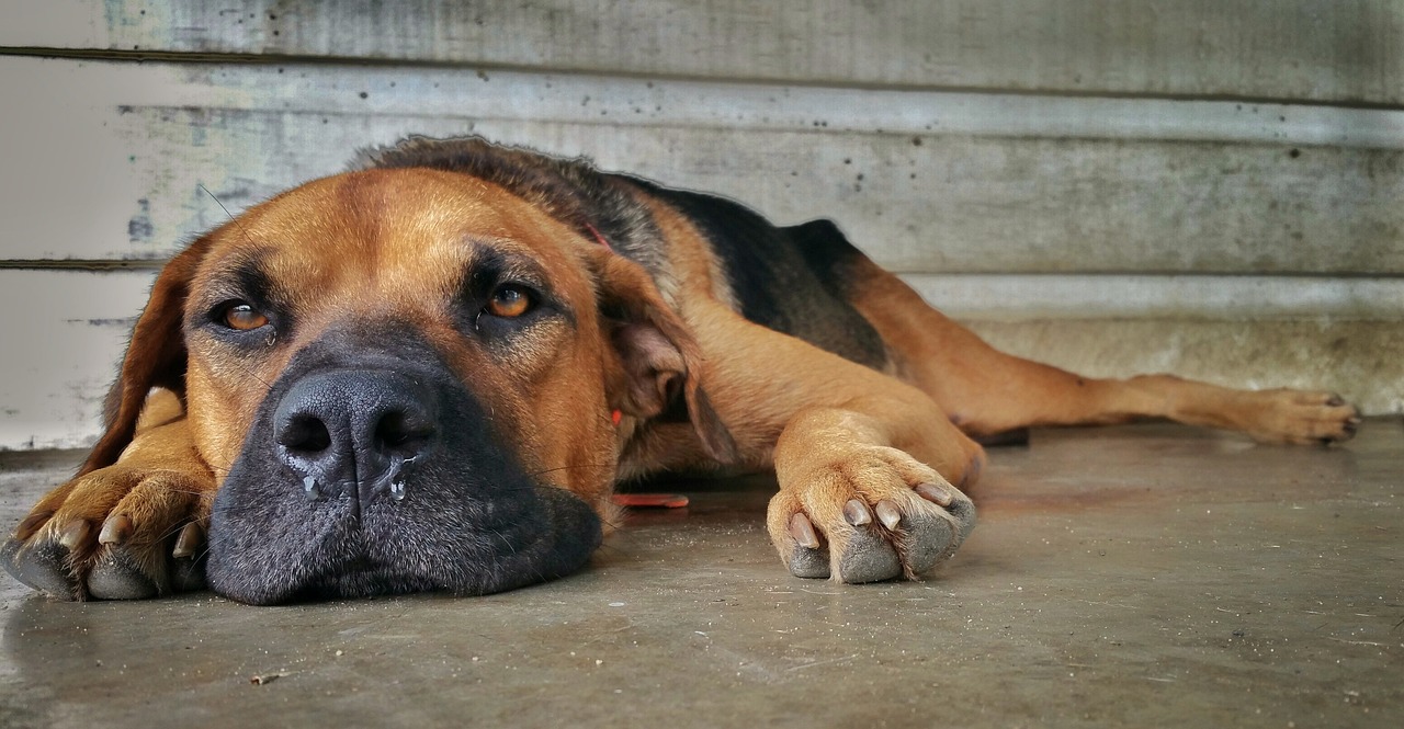 600+ Free Dog Paw & Dog Images - Pixabay