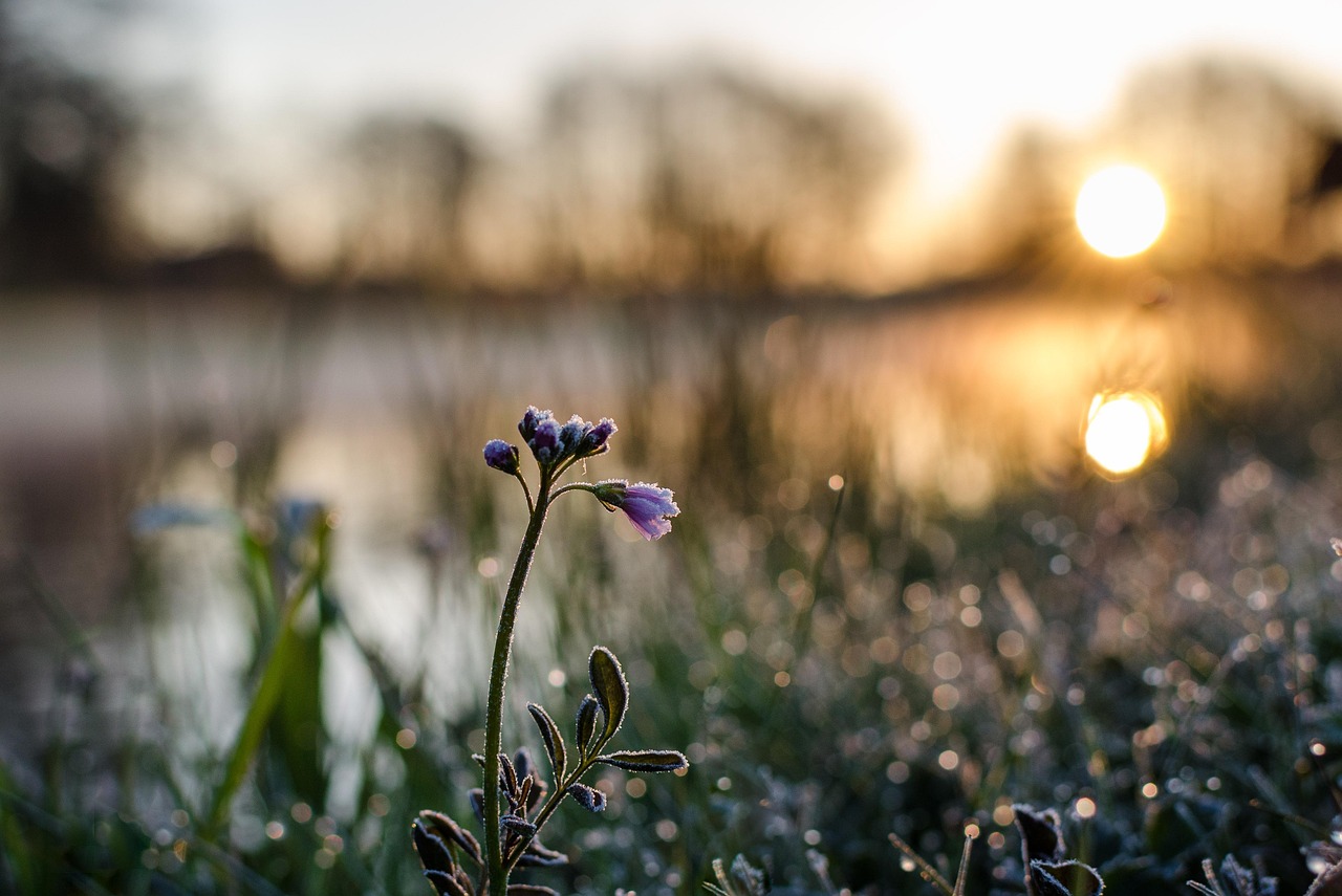 Flower Dawn Dew - Free photo on Pixabay