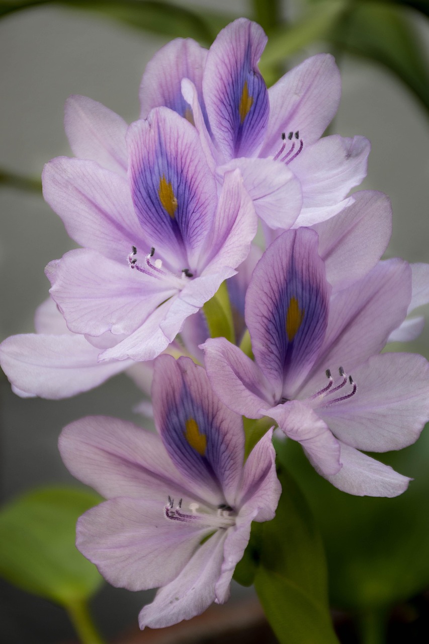 90+ Free Butterfly Pea Flower & Bloom Images - Pixabay