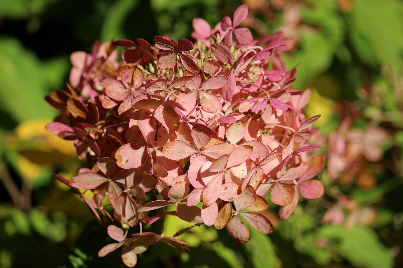 70+ Free Fall Hydrangea & Hydrangea Images - Pixabay