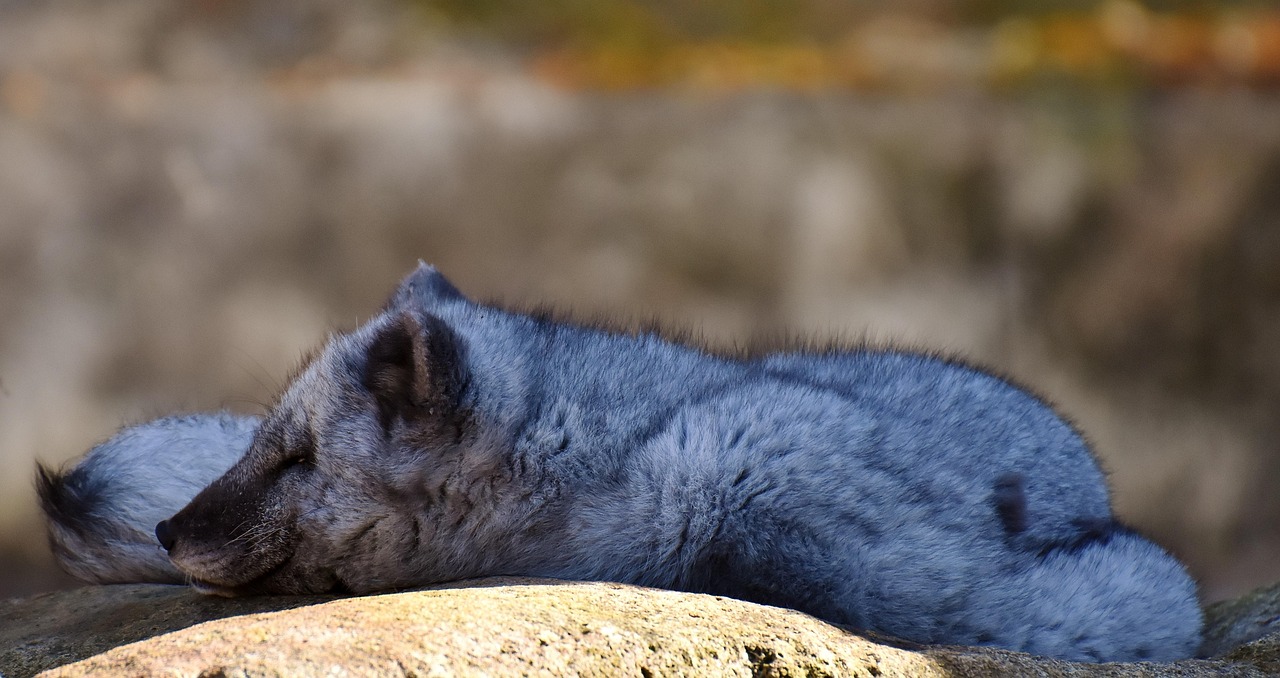 Poolvos Huisdier Curious Puppy Foto Van GoldenDogPhotography