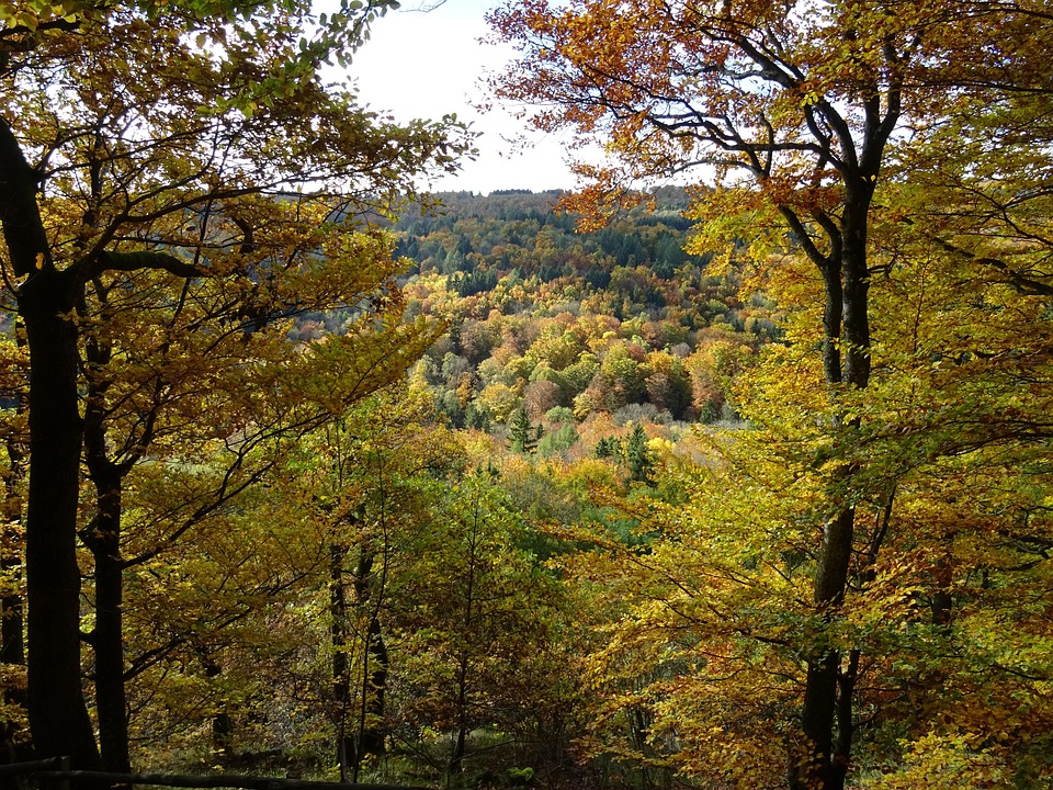 Autumn Forest Leaves Federation - Free photo on Pixabay - Pixabay