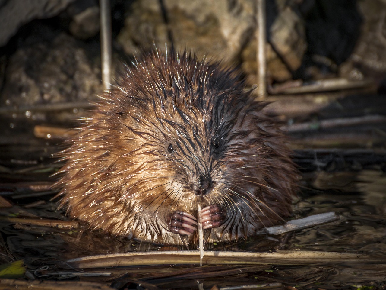 Rato Animal Roedor - Foto gratuita no Pixabay - Pixabay