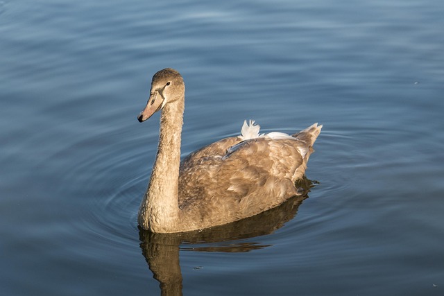 Schwan Wasser Tiere - Kostenloses Foto auf Pixabay
