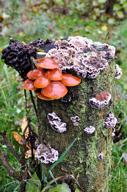Pilz Wald Natur - Kostenloses Foto auf Pixabay