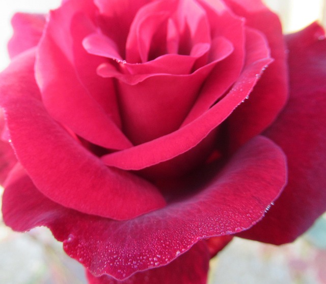 Herbst Offen Rose - Kostenloses Foto auf Pixabay - Pixabay