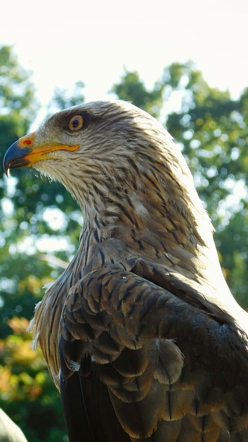 Bird Of Prey Predator - Free photo on Pixabay - Pixabay
