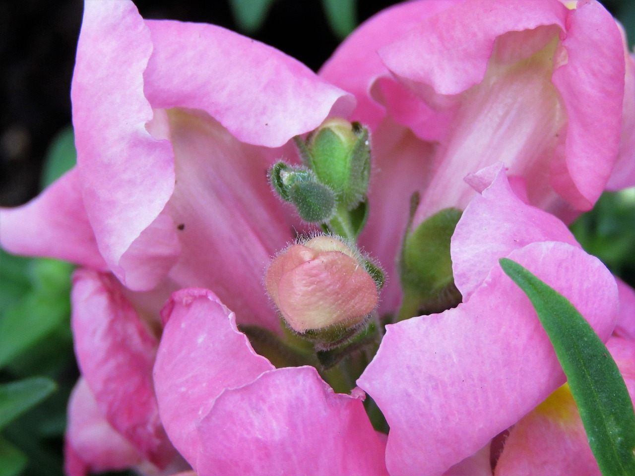 Flor Rosado Macro Boca De - Foto gratis en Pixabay - Pixabay