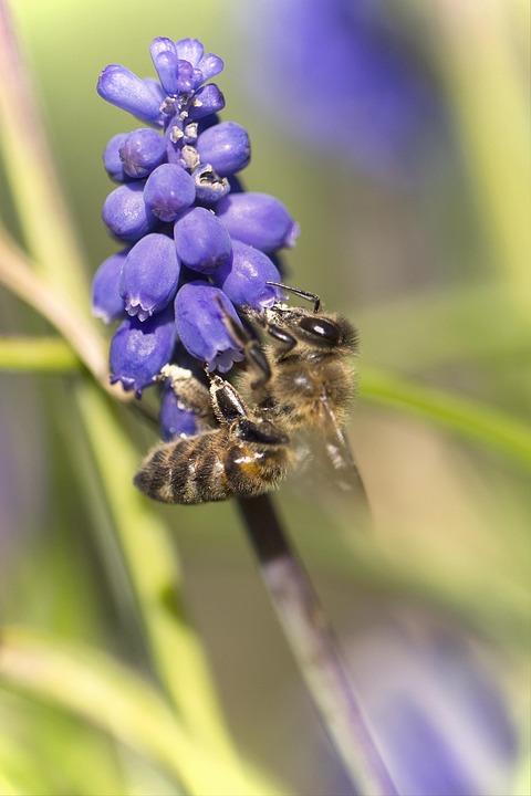 Fleur Abeille Macro - Photo gratuite sur Pixabay - Pixabay