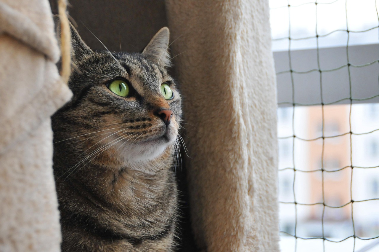 Kat Uiterlijk Kattenogen - Gratis foto op Pixabay - Pixabay