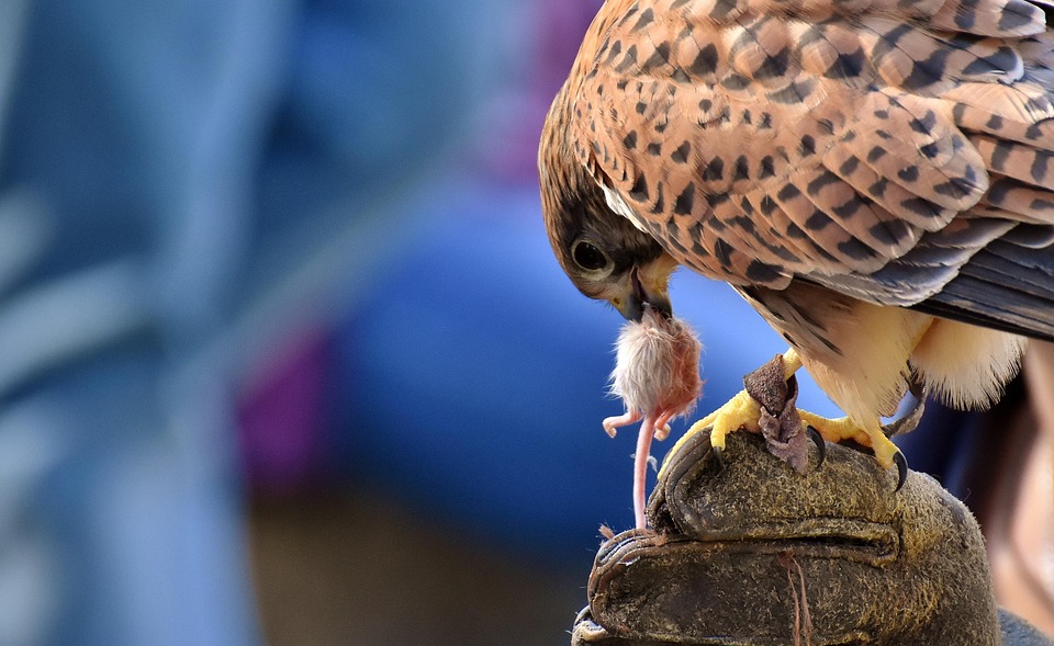 Falcon Bird Prey - Free photo on Pixabay - Pixabay