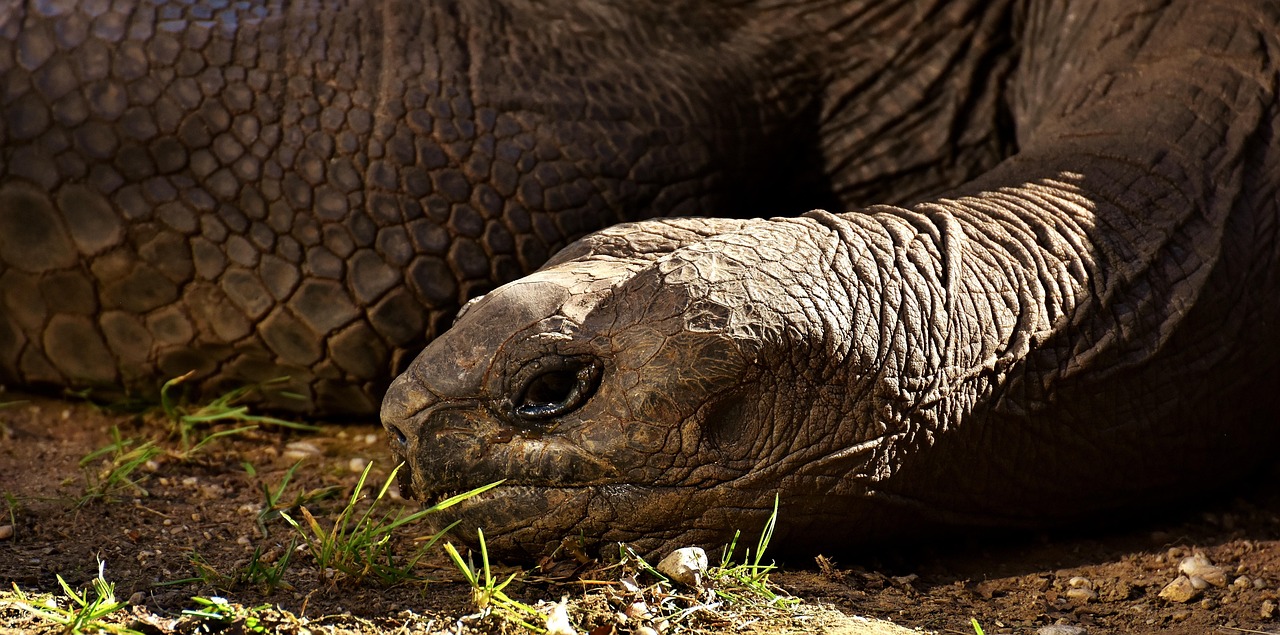Giant Tortoises Animals Tank - Free photo on Pixabay