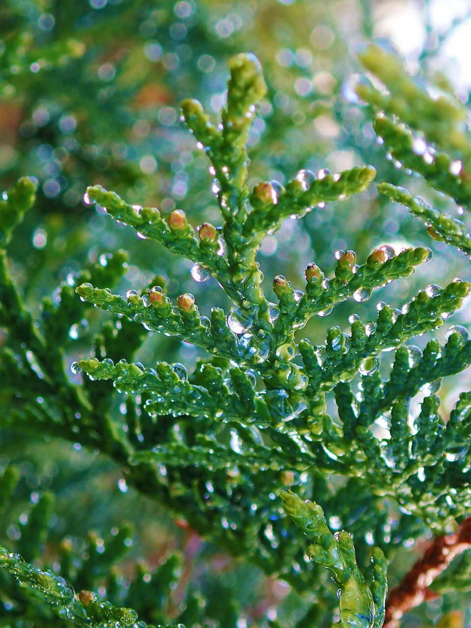 1+ Free Tuija & Raindrops Images - Pixabay