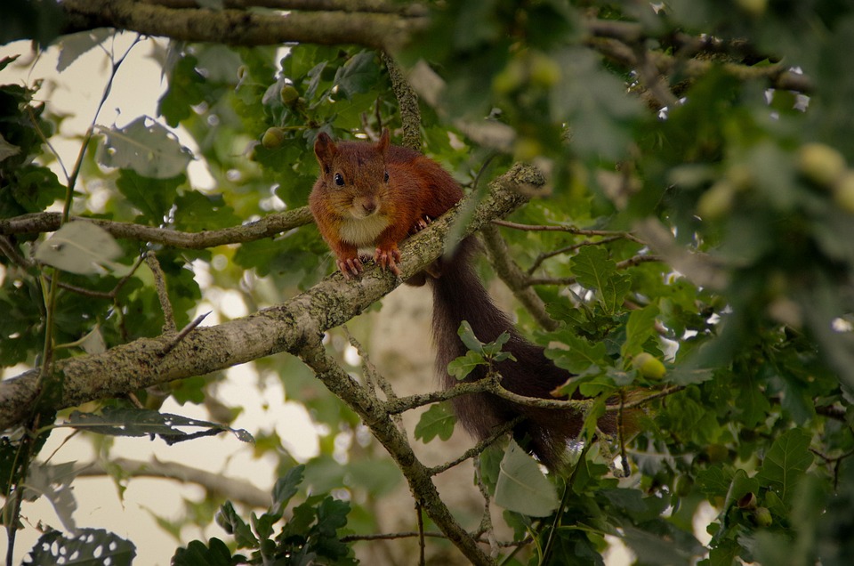Squirrel Nature Animal - Free photo on Pixabay