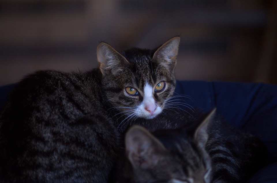 Katze Haustier Tier Haus - Kostenloses Foto auf Pixabay - Pixabay