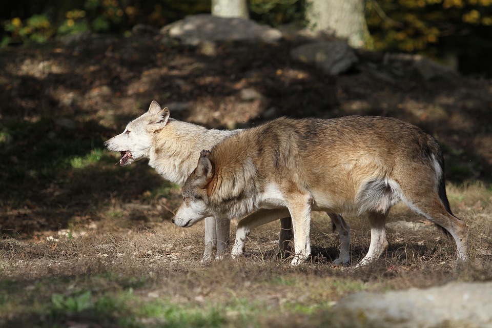 Wolves Timber Predator - Free photo on Pixabay