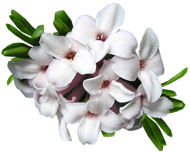 Daphne Flower Cut Out - Free photo on Pixabay