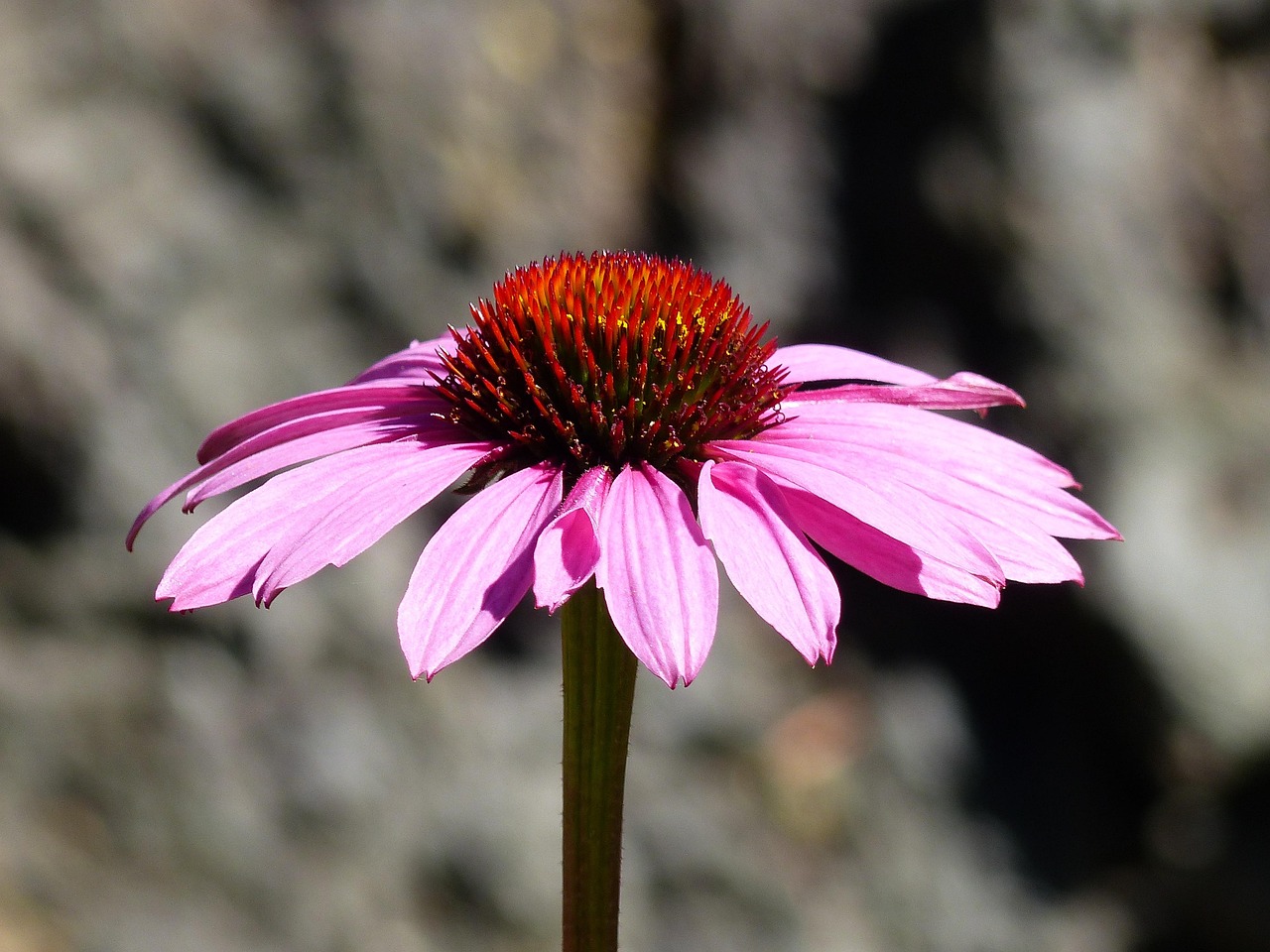 400,000+ Free The Cone Flower & Pine Cone Images - Pixabay