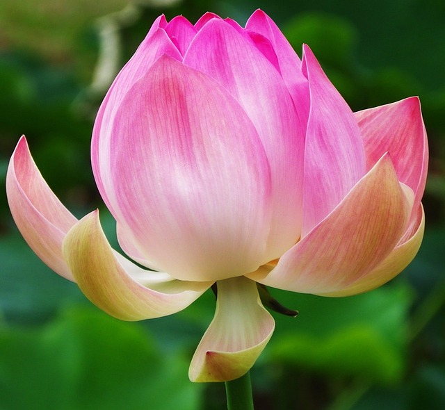 Flor Belleza - Foto gratis en Pixabay - Pixabay