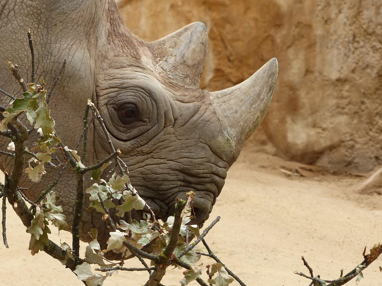 Zoo Magdeburg Makibo - Kostenloses Foto auf Pixabay