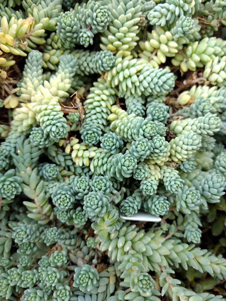 Succulents Sedum Blue Tears - Free photo on Pixabay - Pixabay