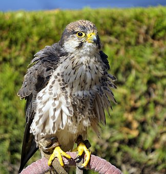 50+ Free Harrier & Bird Images - Pixabay