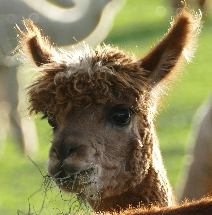 Alpaca Farm Animal Pako - Free photo on Pixabay - Pixabay