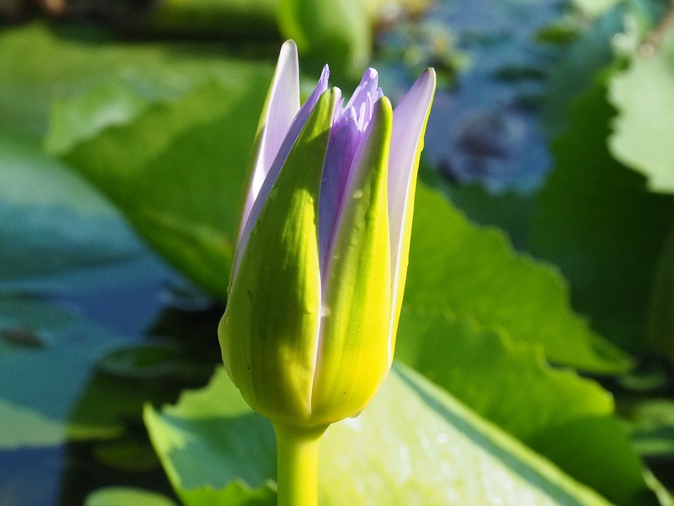 Lotus Feuille La Nature - Photo gratuite sur Pixabay - Pixabay