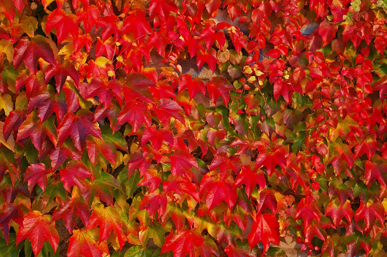 Fall Autumn Leaves Golden - Free photo on Pixabay