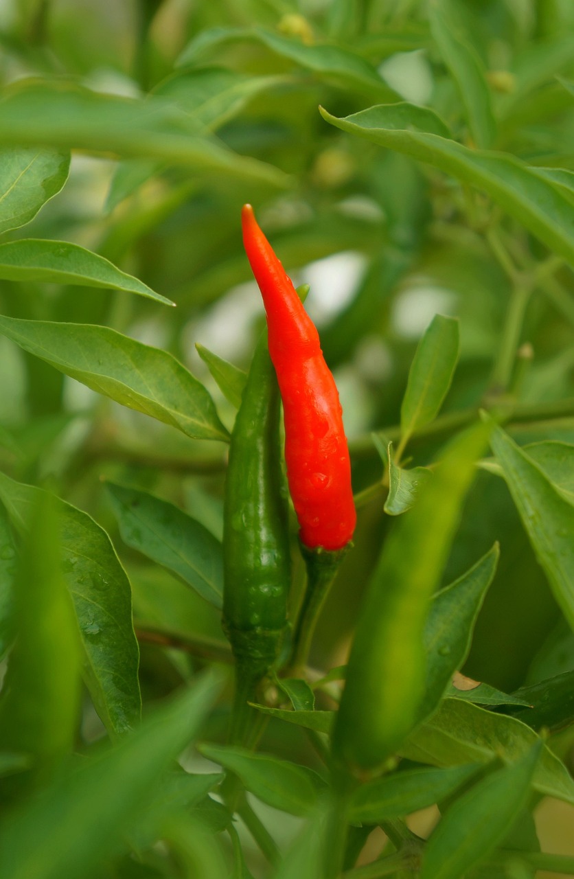 200+ kostenlose Chilli und Lebensmittel-Bilder - Pixabay