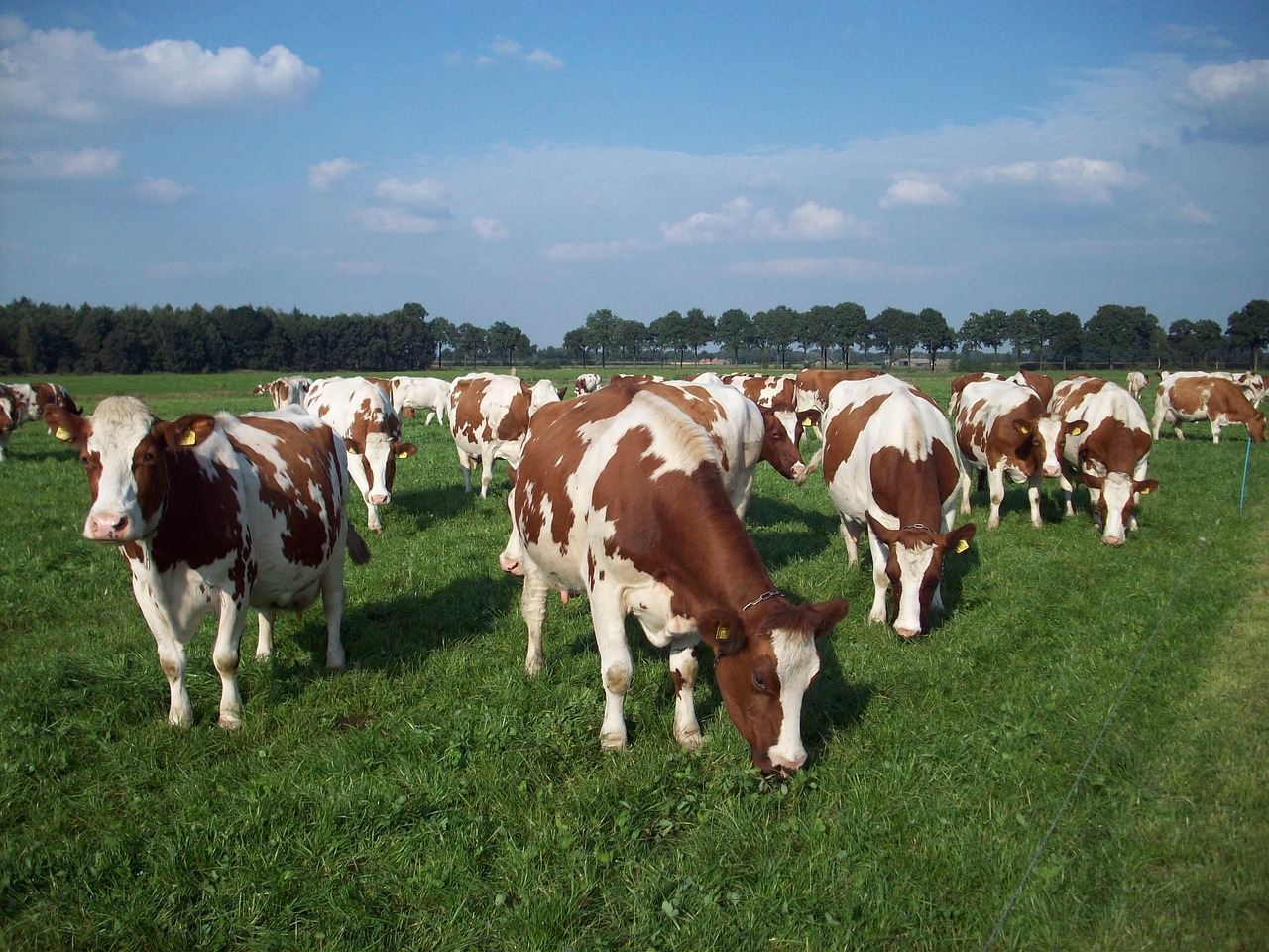 Cow Cattle - Free photo on Pixabay - Pixabay