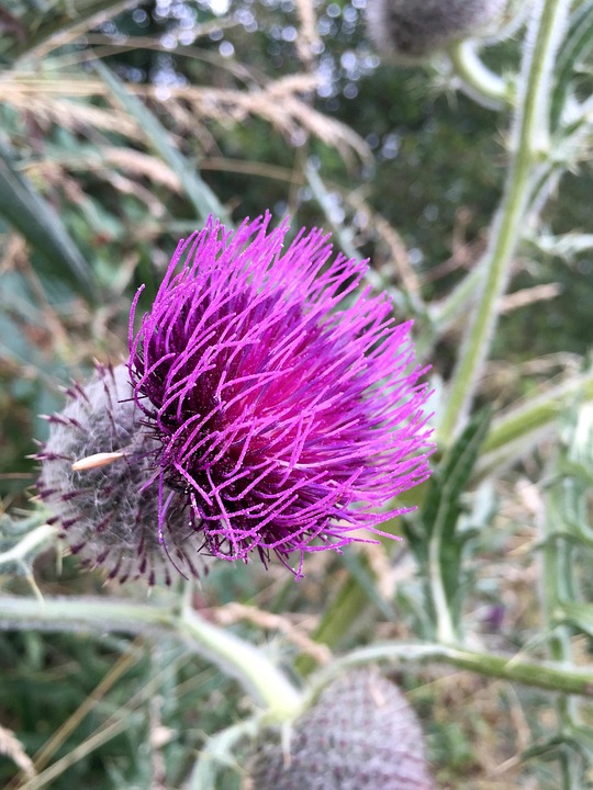 Nature Chardon Fleur - Photo gratuite sur Pixabay - Pixabay