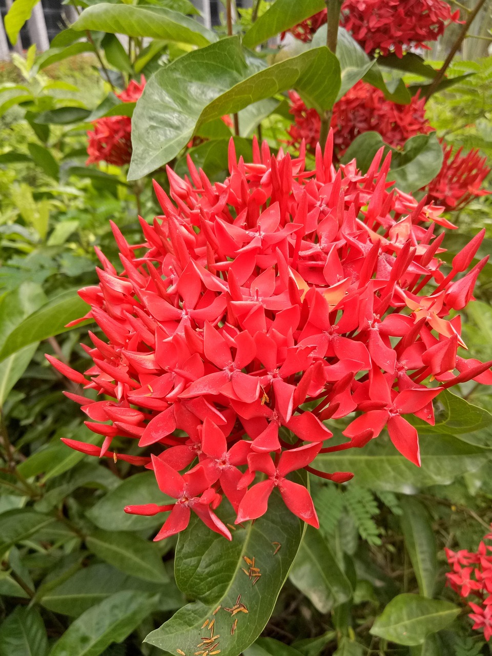Nature Fleur Flore - Photo gratuite sur Pixabay - Pixabay