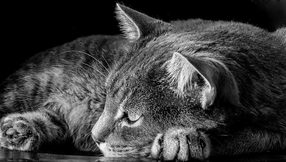 Cat Cats Animal - Free photo on Pixabay